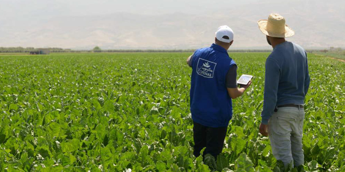 Sécheresse : Cosumar muscle sa stratégie verte pour une filière sucrière plus résiliente - journaux