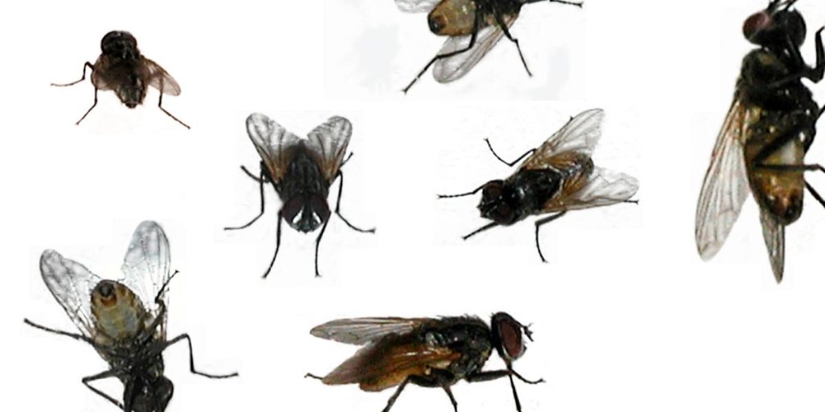 Al Hoceima confrontée à une invasion de mouches, les habitants s ...